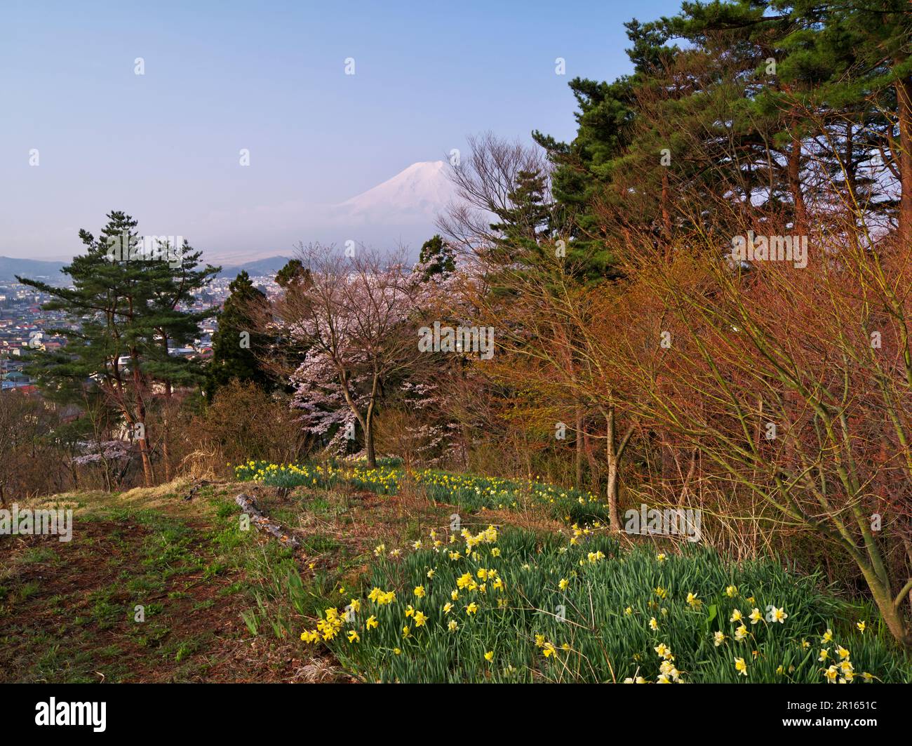 Fujimi Kotoku Park and Mt. Fuji Stock Photo - Alamy