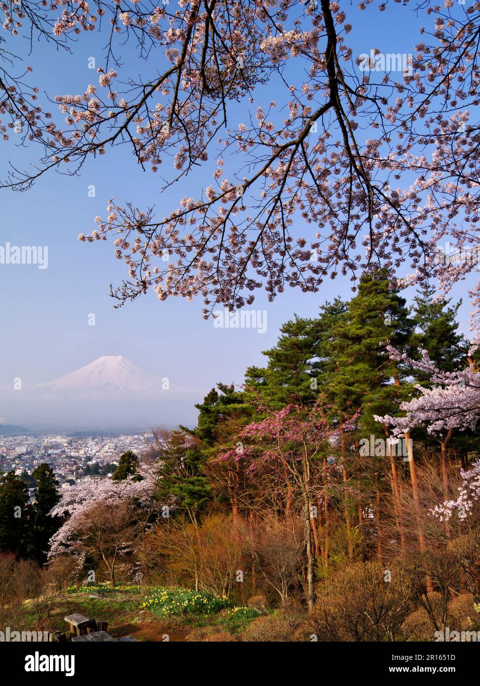 Fujimi Kotoku Park cherry blossoms and Mt. Fuji Stock Photo - Alamy