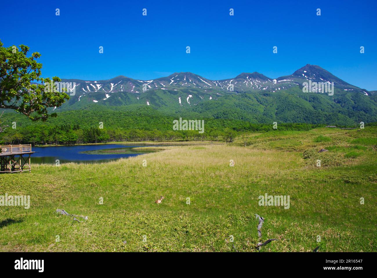 Sika deer shiretoko hokkaido hi-res stock photography and images - Alamy