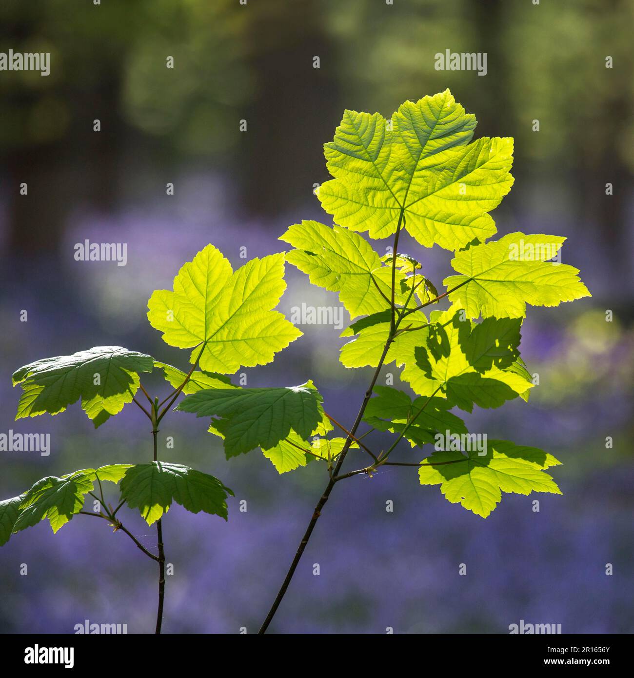 Sycamore maple maple (Acer pseudoplatanus Stock Photo - Alamy