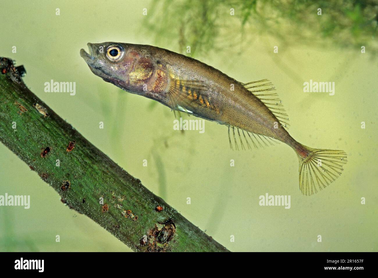 Three-spined Stickleback (Gasterosteus aculeatus Stock Photo - Alamy