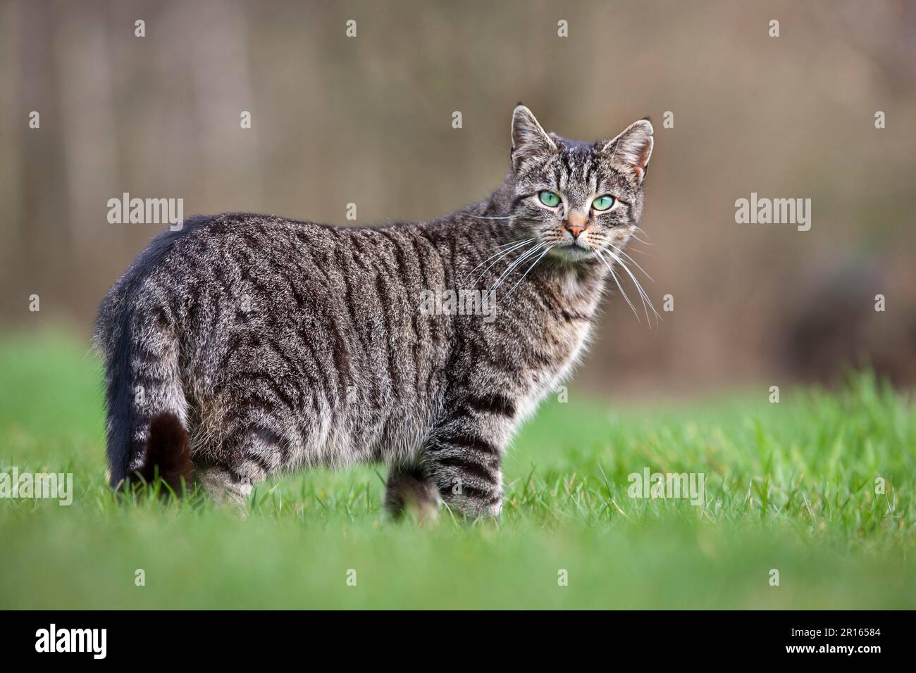 House cat, tabby Stock Photo - Alamy