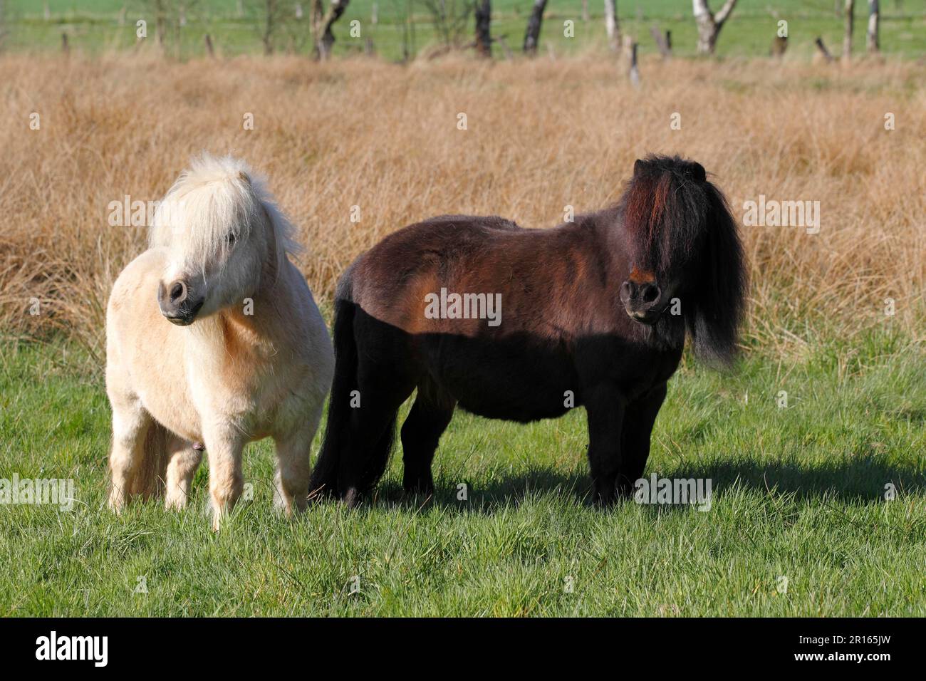 Miniature Shetland Ponies Stock Photo - Alamy