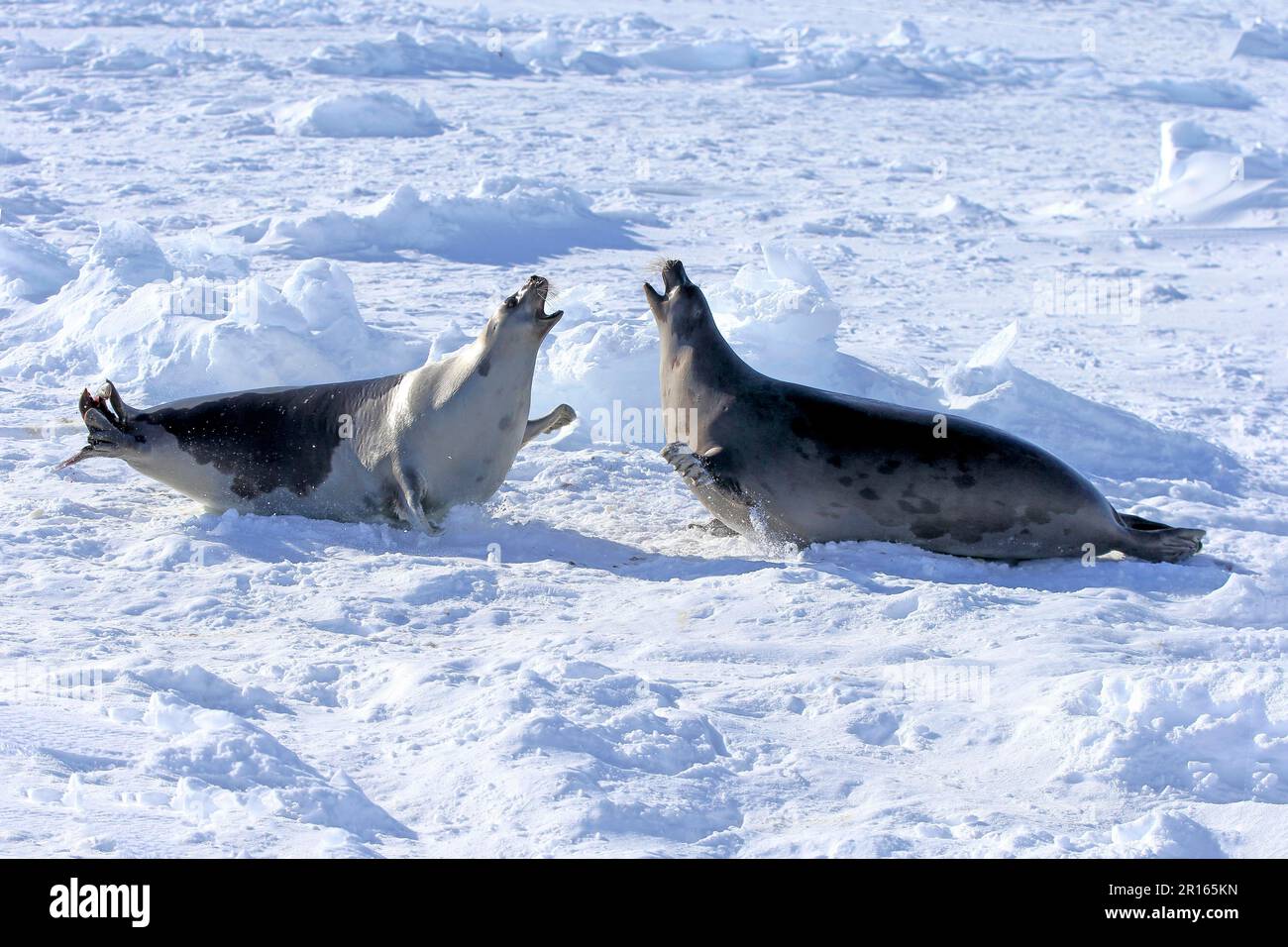 Harp seals (Pagophilus groenlandicus), female, on pack ice, Magdalen Islands, St. Lawrence Gulf ...