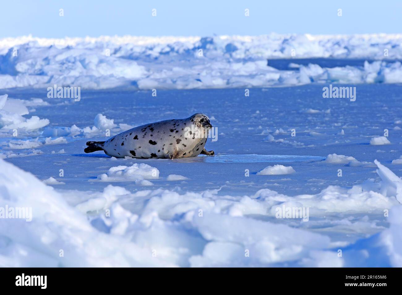 Harp seal (Pagophilus groenlandicus), female, on pack ice, Magdalen Islands, St. Lawrence Gulf ...