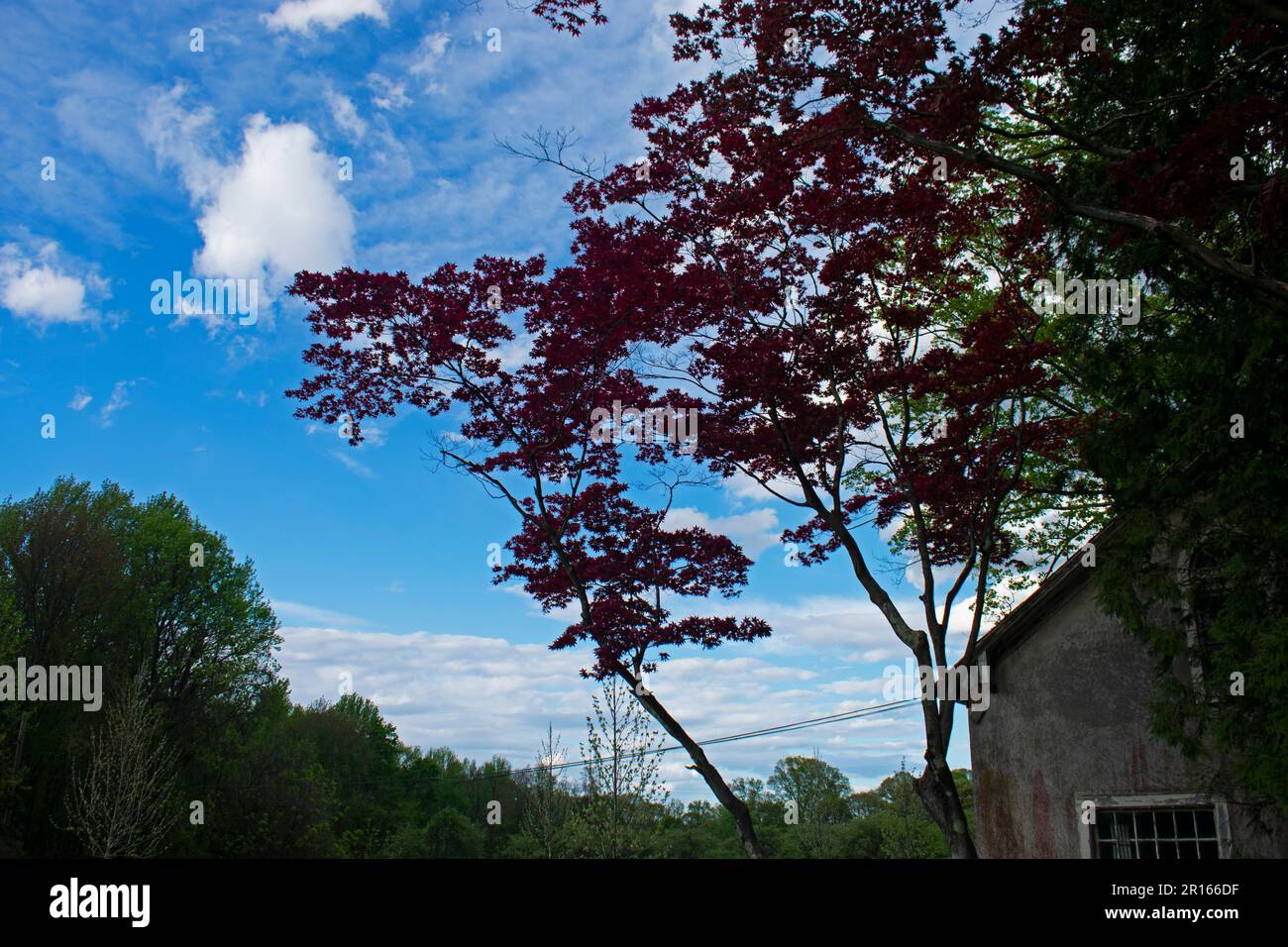 Japanese red maple tree with dark red leaves against a blue sky on a ...