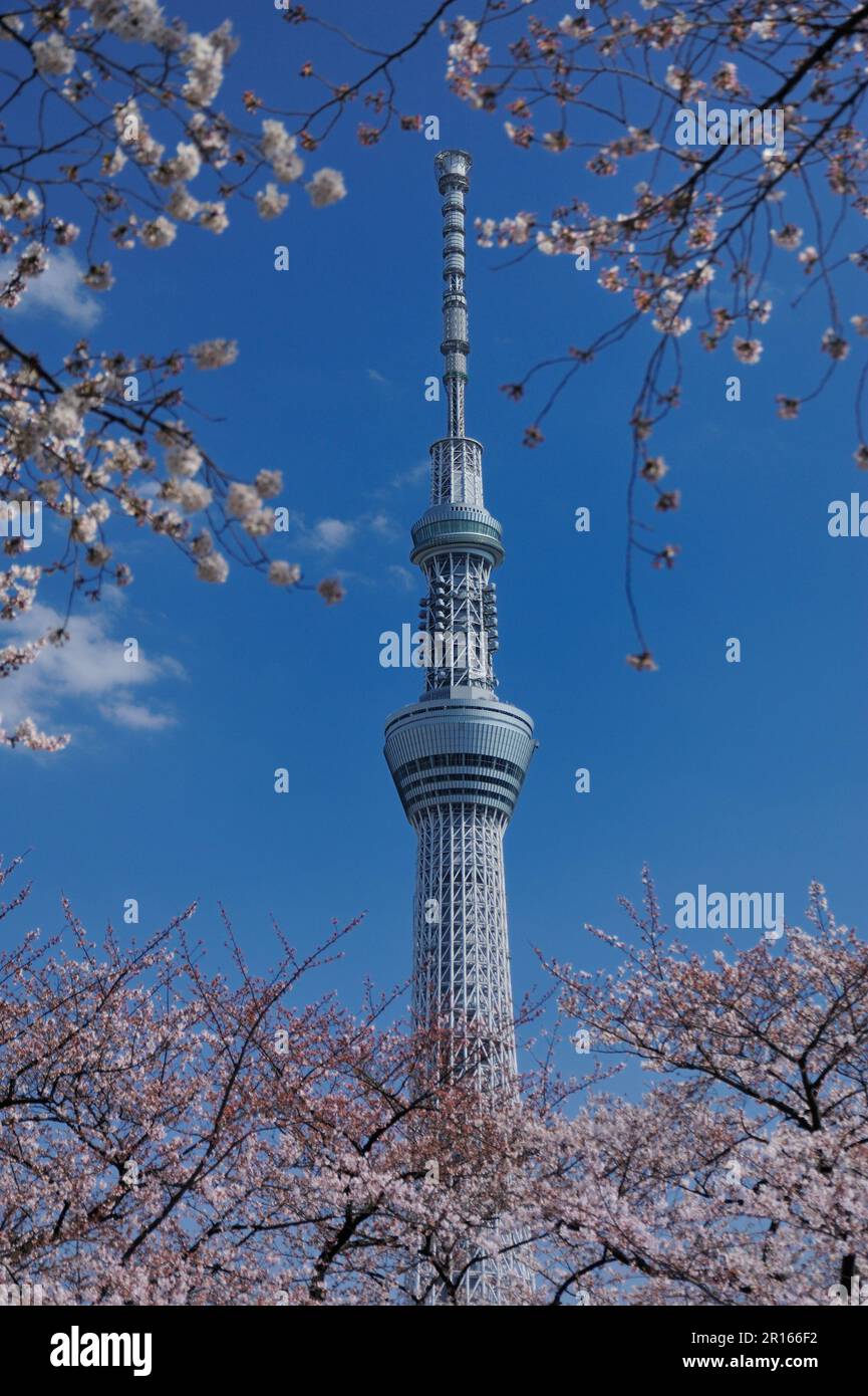 Tokyo sky tree and cherry tree Stock Photo - Alamy
