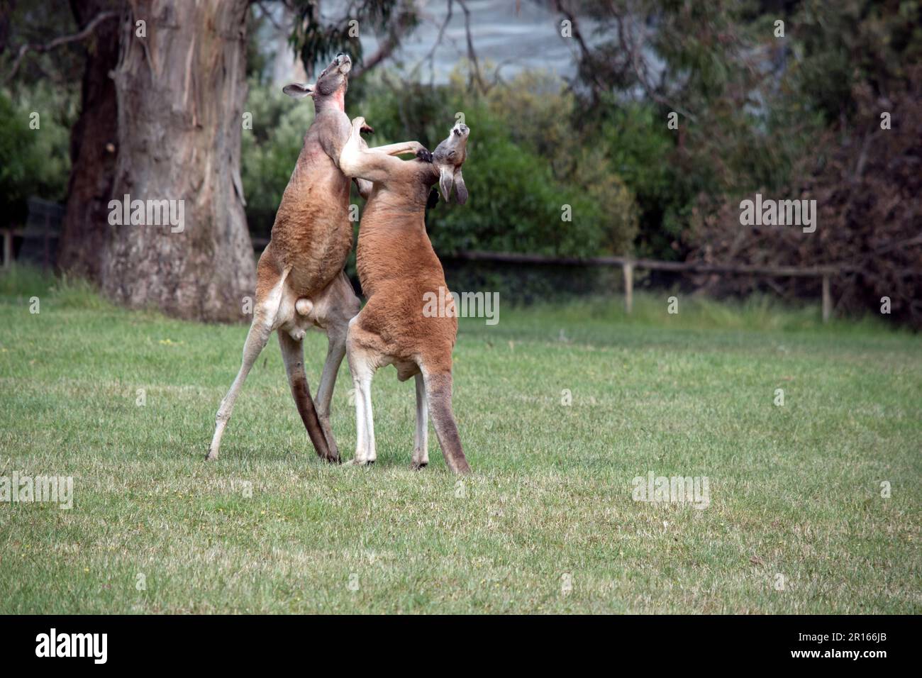 the two male kangaroos are fighting over who will end up mating with ...