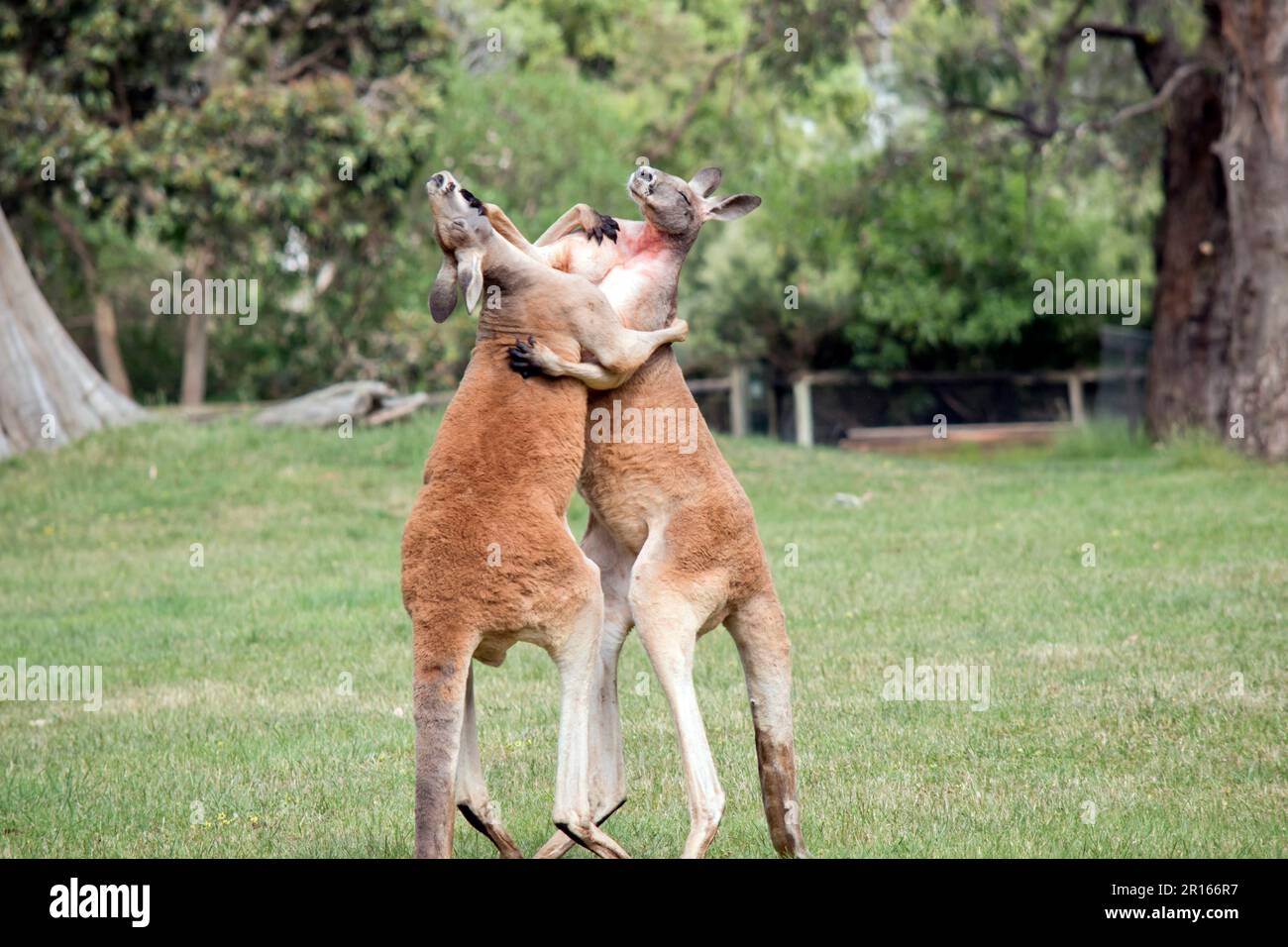 the two male red kangaroos are fighting for the dominant position in ...
