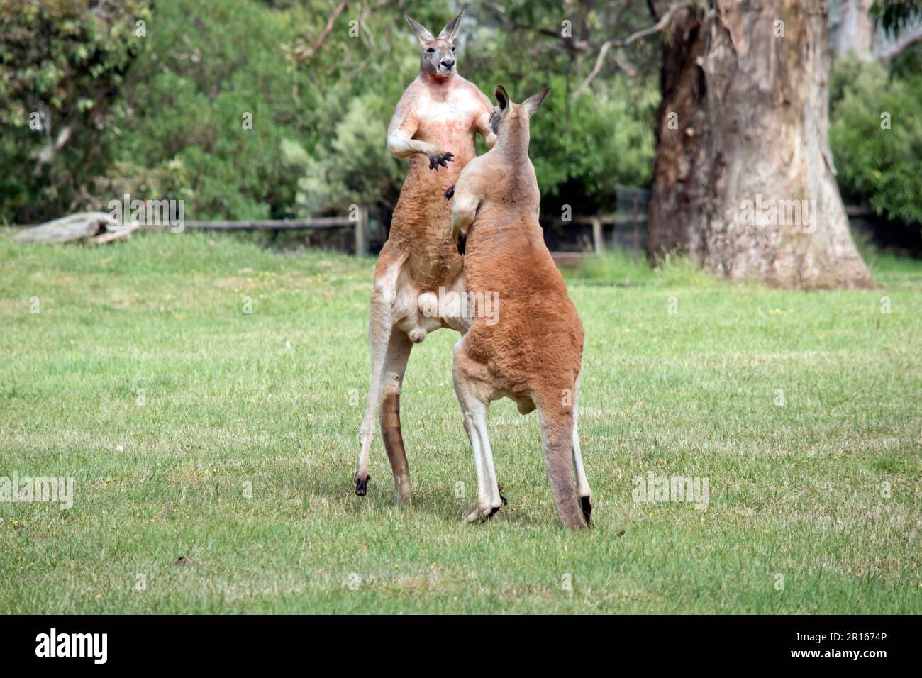 the two male red kangaroos are fighting for the dominant position in ...
