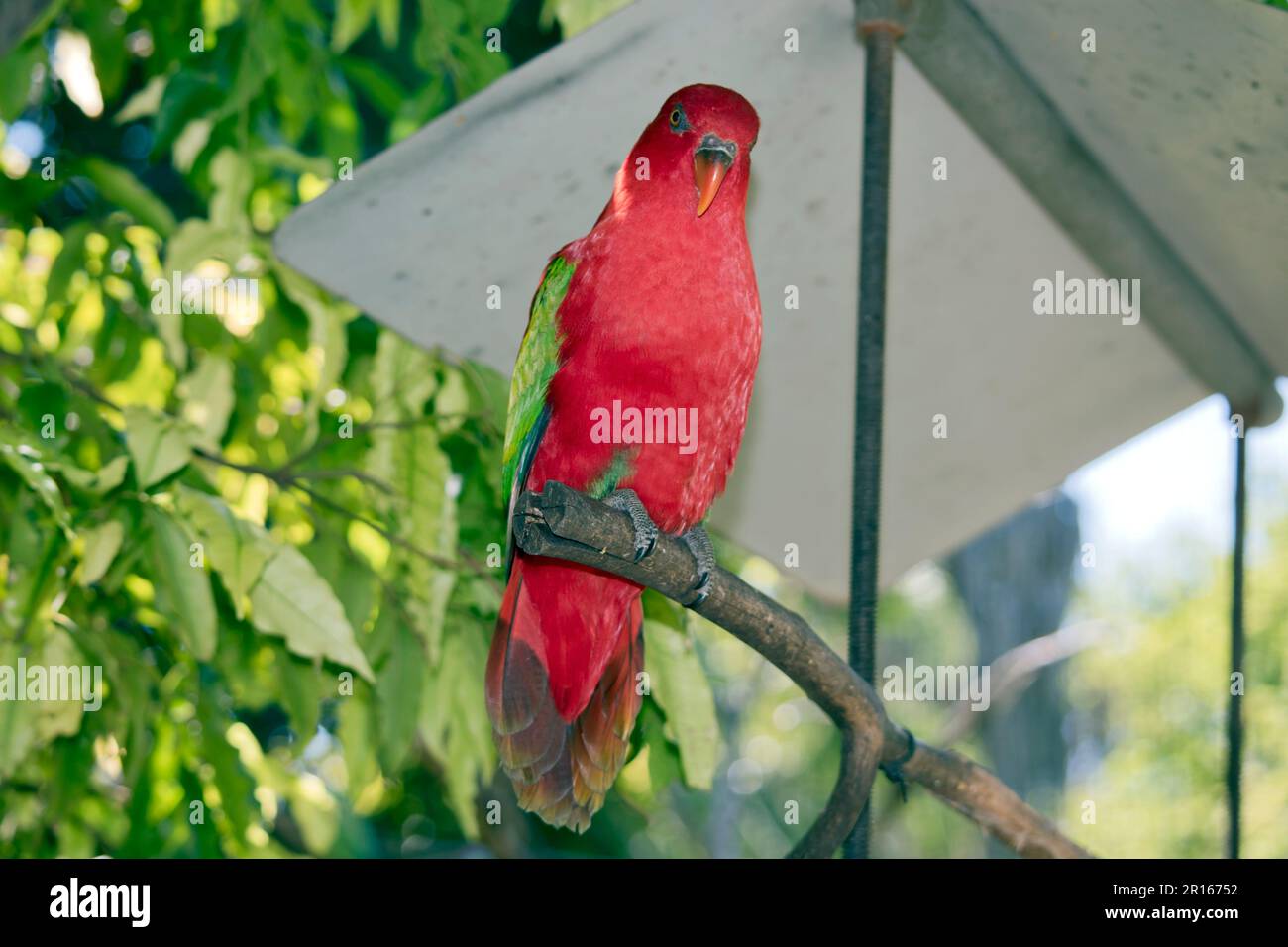the red lory has a red body with some green and yellow on its wings ...