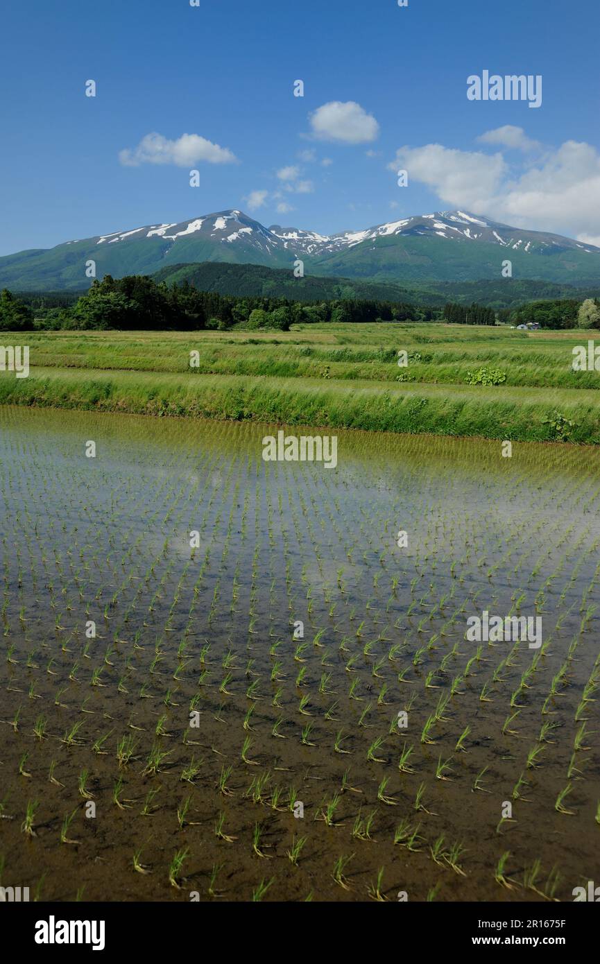 Mount Chokai and paddies Stock Photo - Alamy