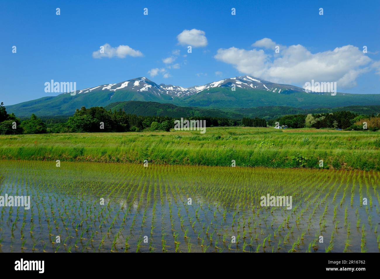 Mount Chokai and paddies Stock Photo - Alamy