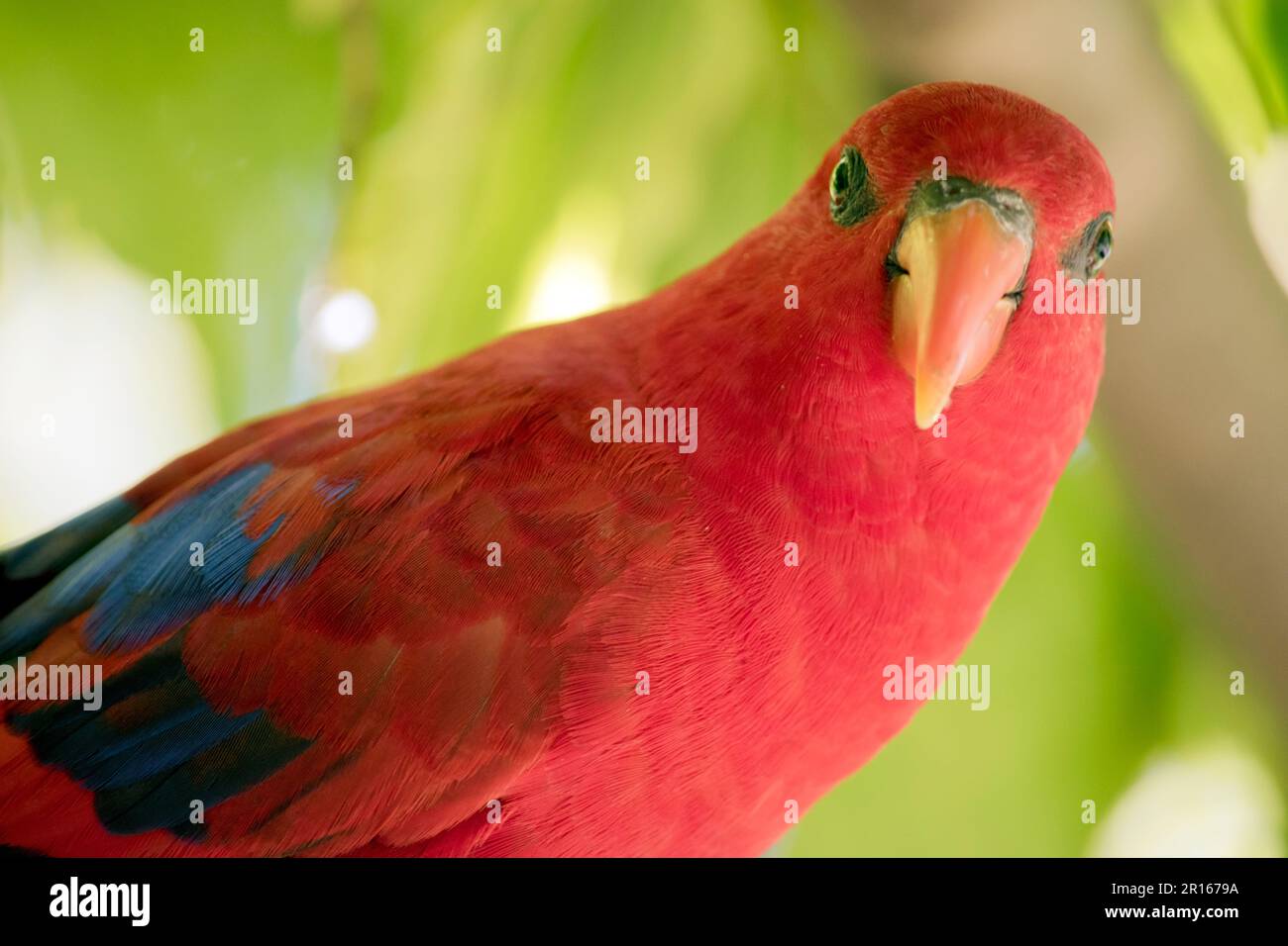 the red lory has a red body with some blue on its wings Stock Photo - Alamy