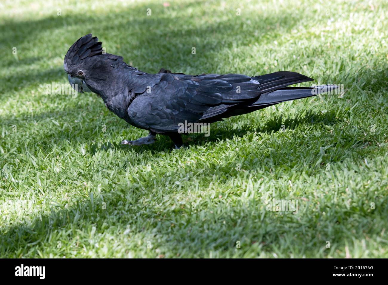 Male yellow tailed black cockatoo hi-res stock photography and images ...
