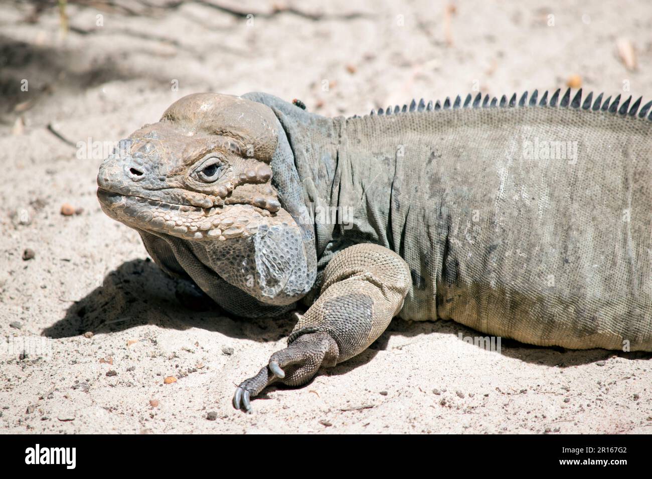 rhinoceros iguanas have large, heavy-bodied lizard with a uniform gray ...
