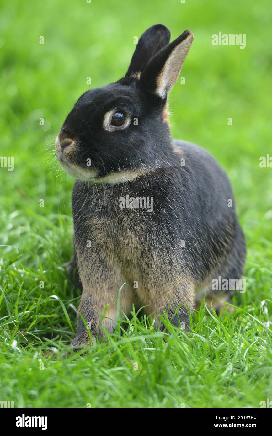 Tan rabbit, black and tan Stock Photo - Alamy