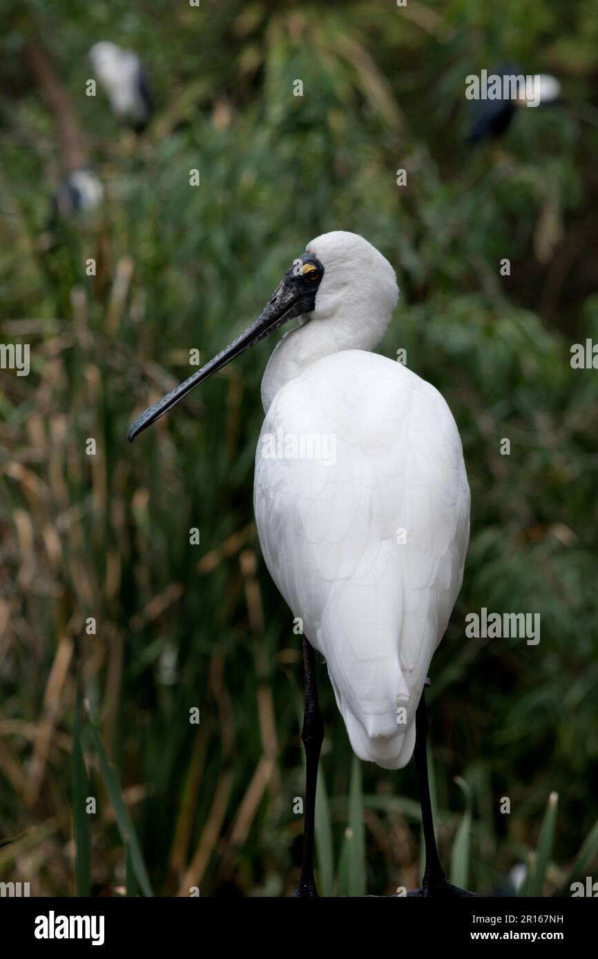 The royal spoonbill is a large white sea bird with a black bill that ...