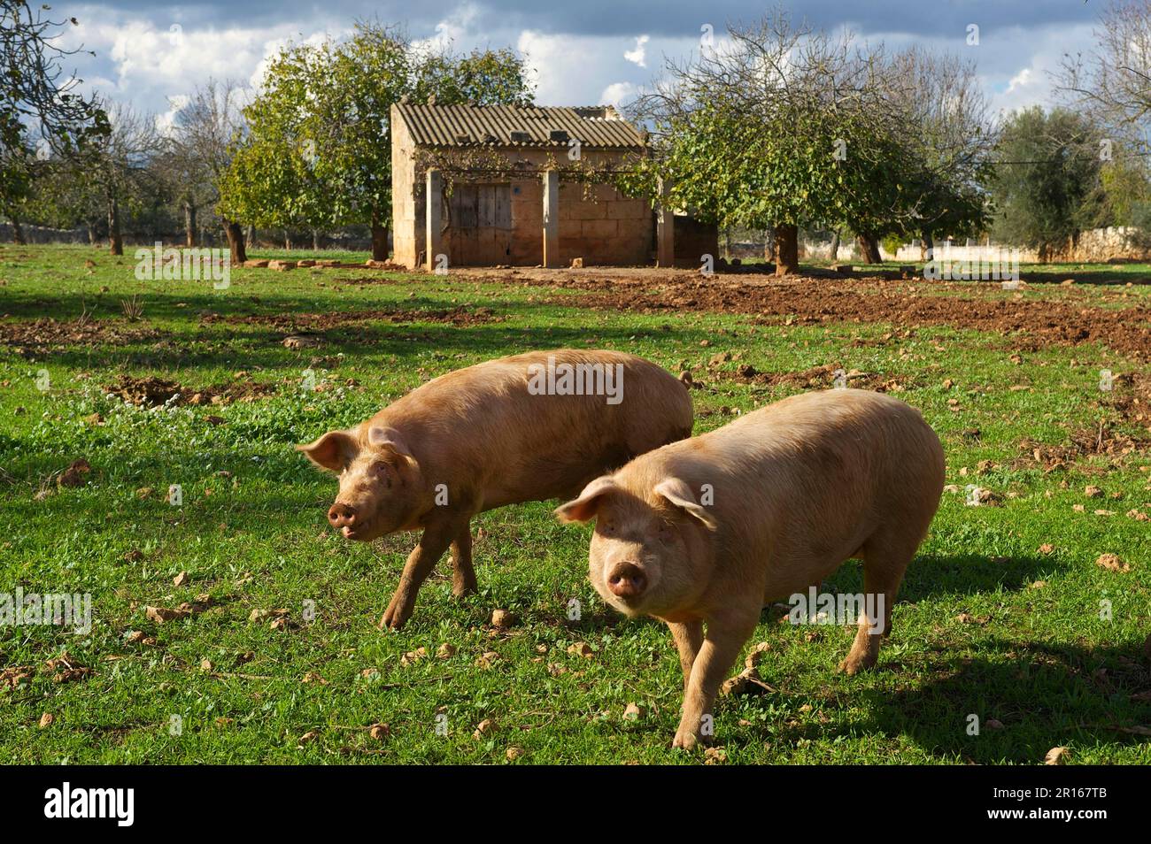 Majorca pigs hi-res stock photography and images - Alamy