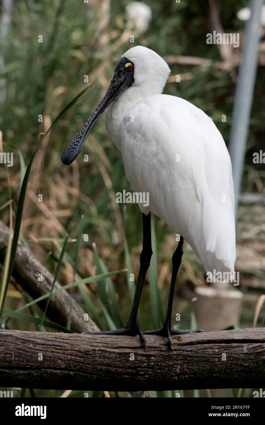 The royal spoonbill is a large white sea bird with a black bill that ...