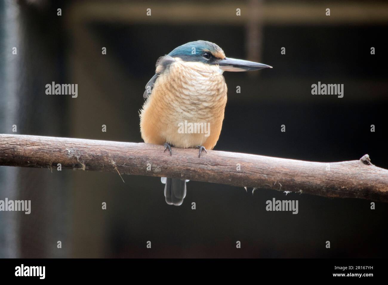 the scared kingfisher has a turquoise back, turquoise blue rump and ...
