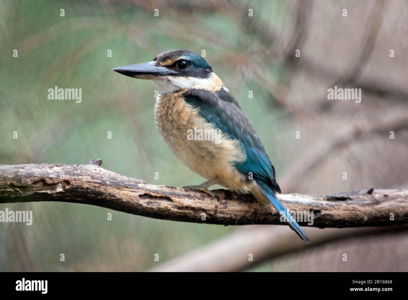 the scared kingfisher has a turquoise back, turquoise blue rump and ...