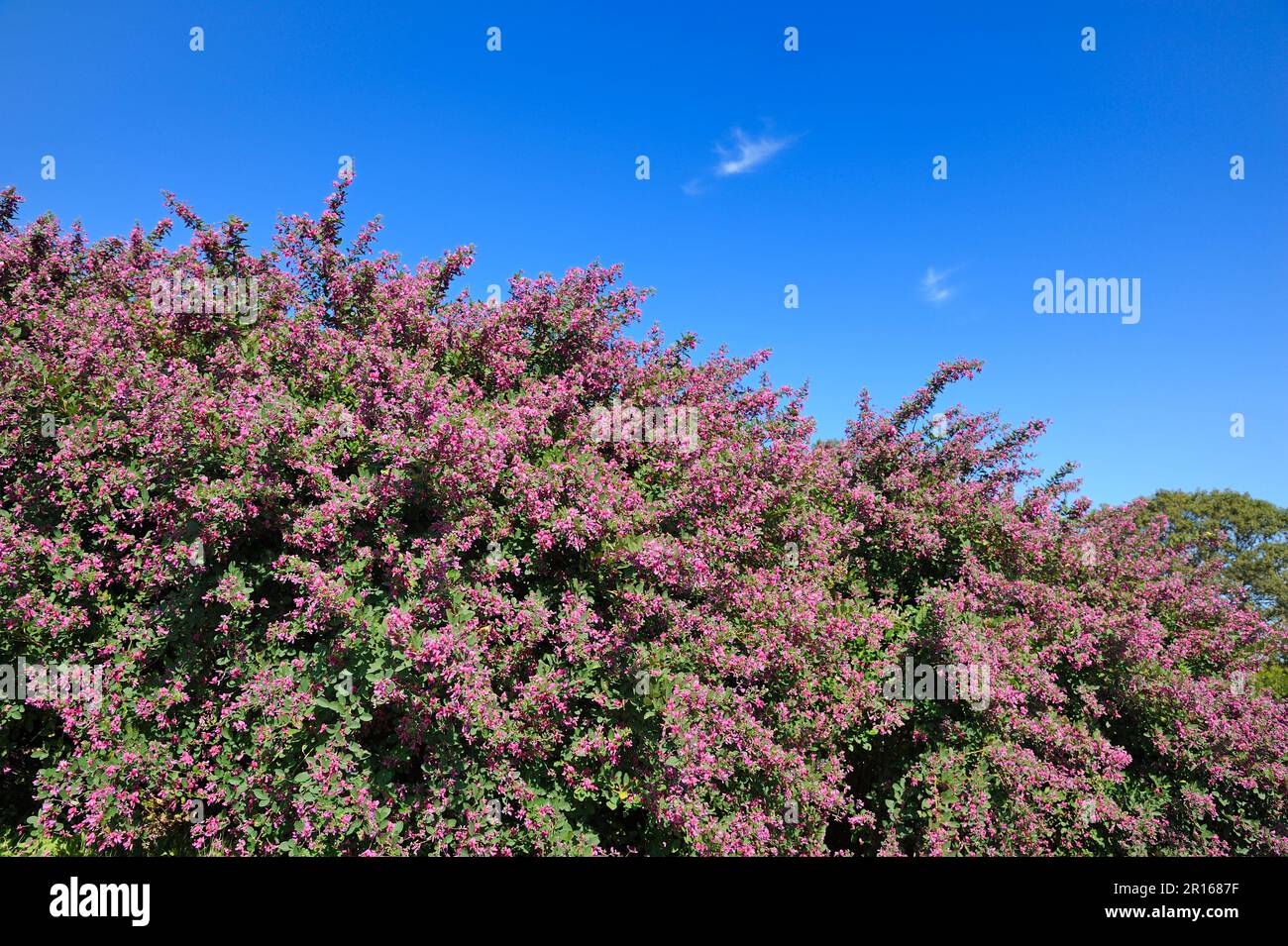 'bush clover' and japan hi-res stock photography and images - Alamy