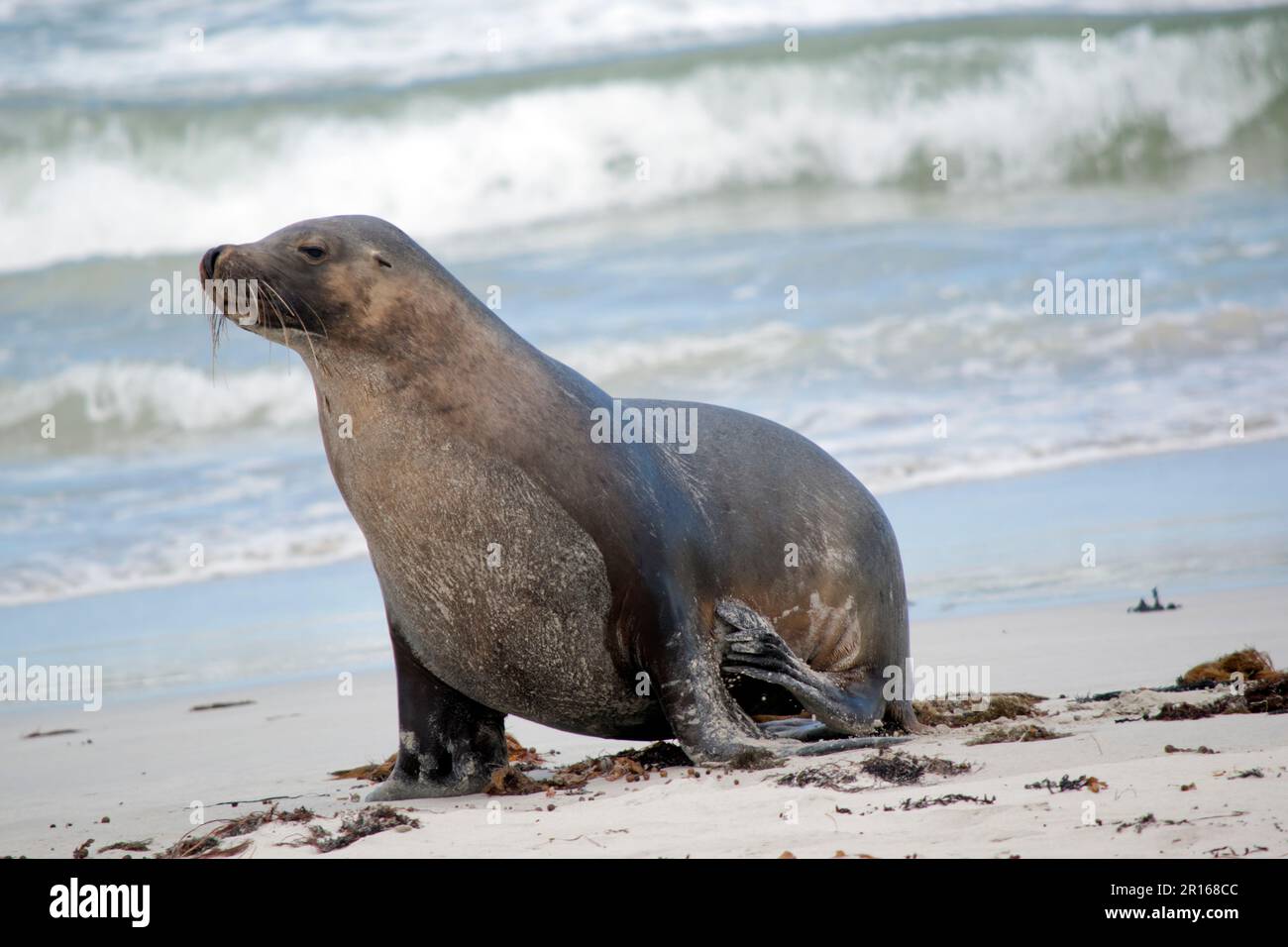 the male sea lion is a darker grey with white or golden hair on top ...