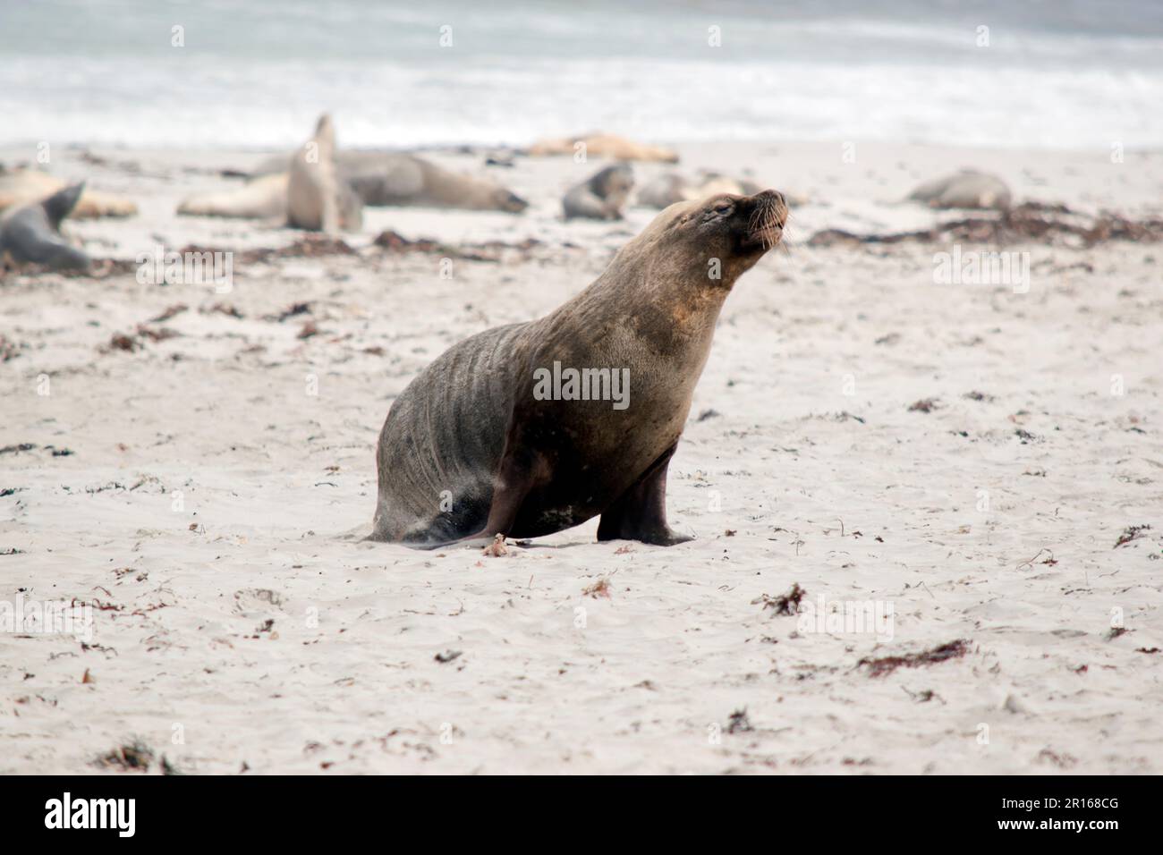 the male sea lion is a darker grey with white or golden hair on top ...