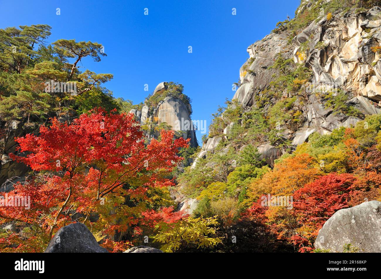 Autumn leaf viewing hi-res stock photography and images - Alamy