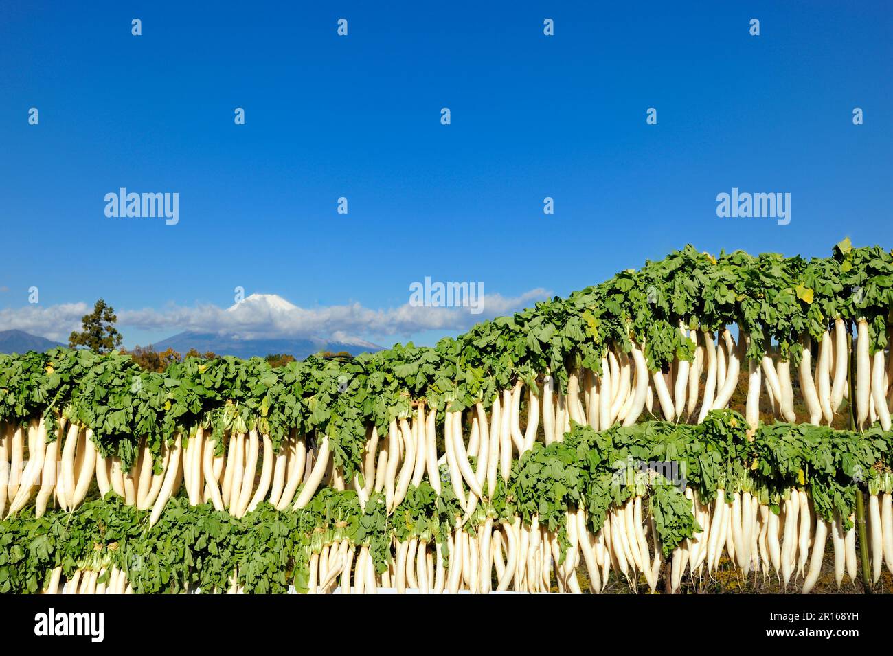 Mt. Fuji and dried radish Stock Photo - Alamy