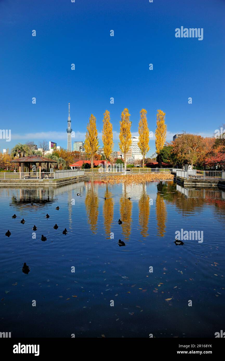 Water tower poplar trees hi-res stock photography and images - Alamy