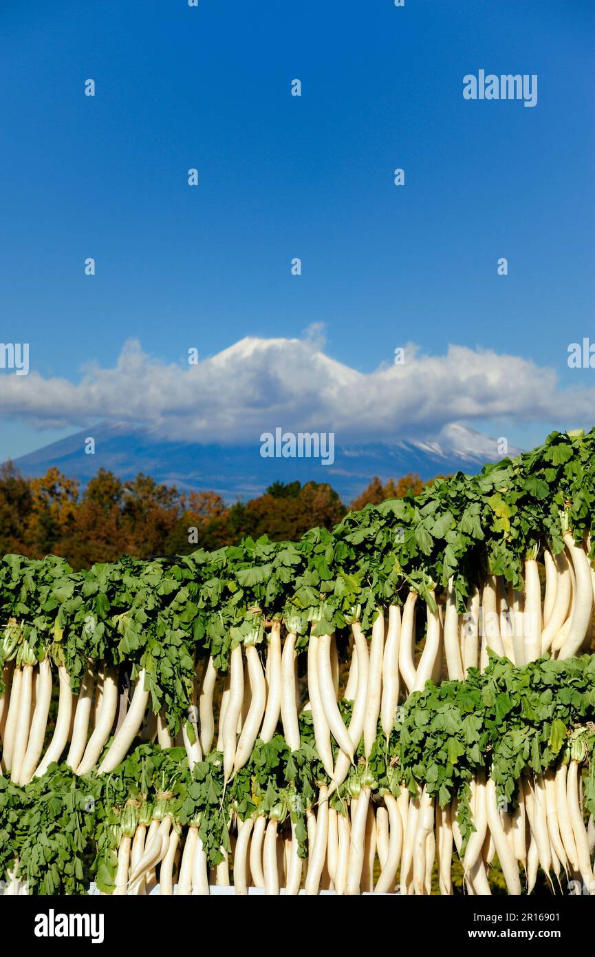 Mt. Fuji and dried radish Stock Photo - Alamy