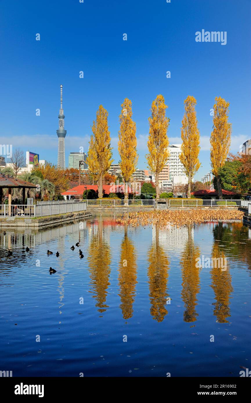 Tokyo Sky Tree and poplar trees Stock Photo - Alamy
