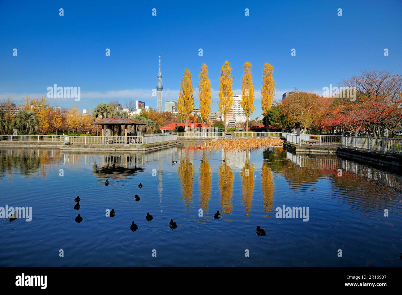 Tokyo Sky Tree and poplar trees Stock Photo - Alamy