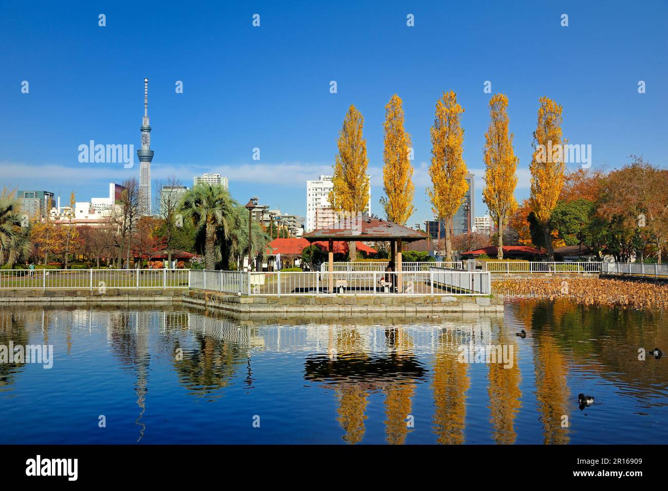 Tokyo Sky Tree and poplar trees Stock Photo - Alamy