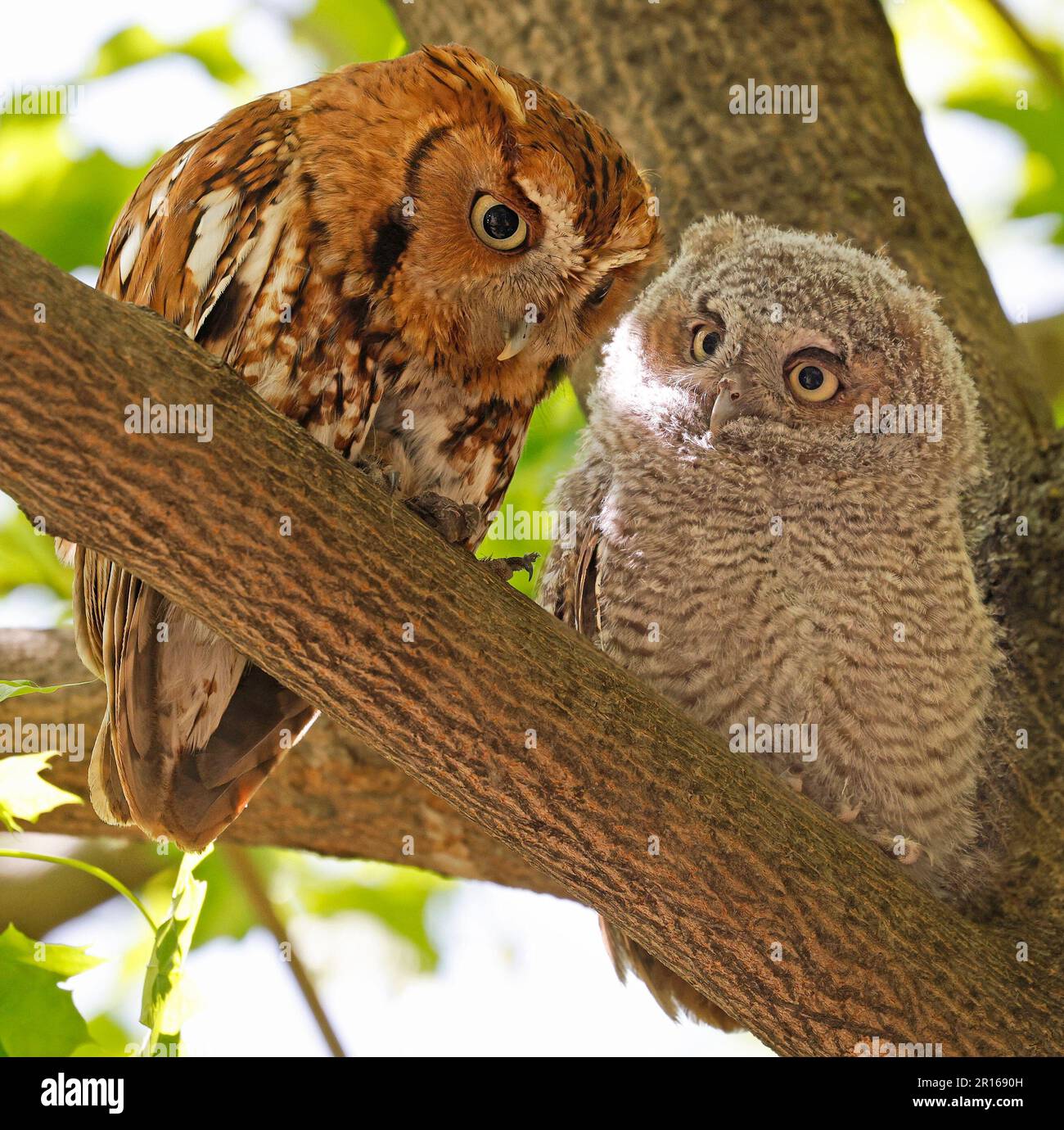Eastern screech owl hi-res stock photography and images - Alamy