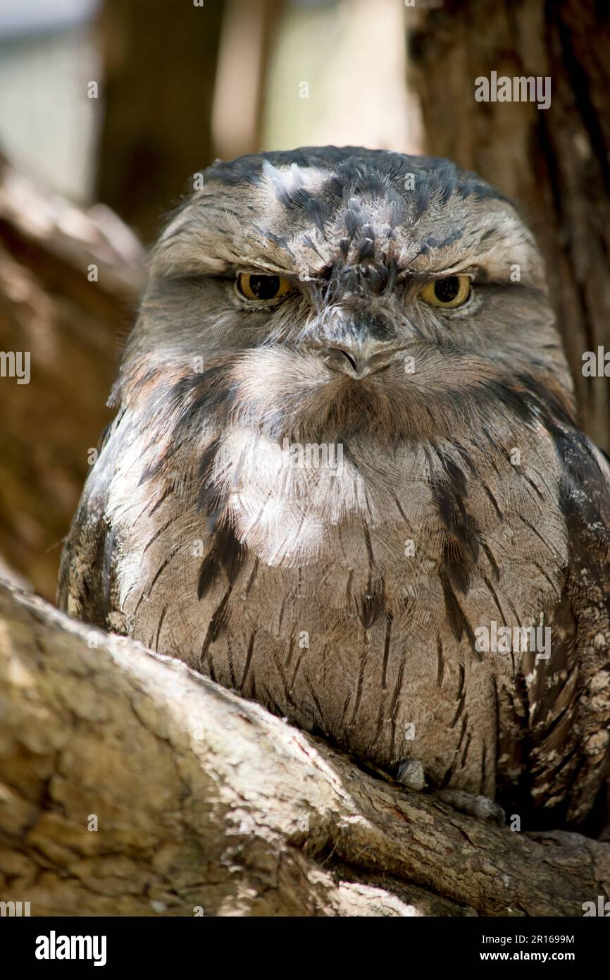 the tawny frogmouth plumage is mottled grey, white, black and rufous ...
