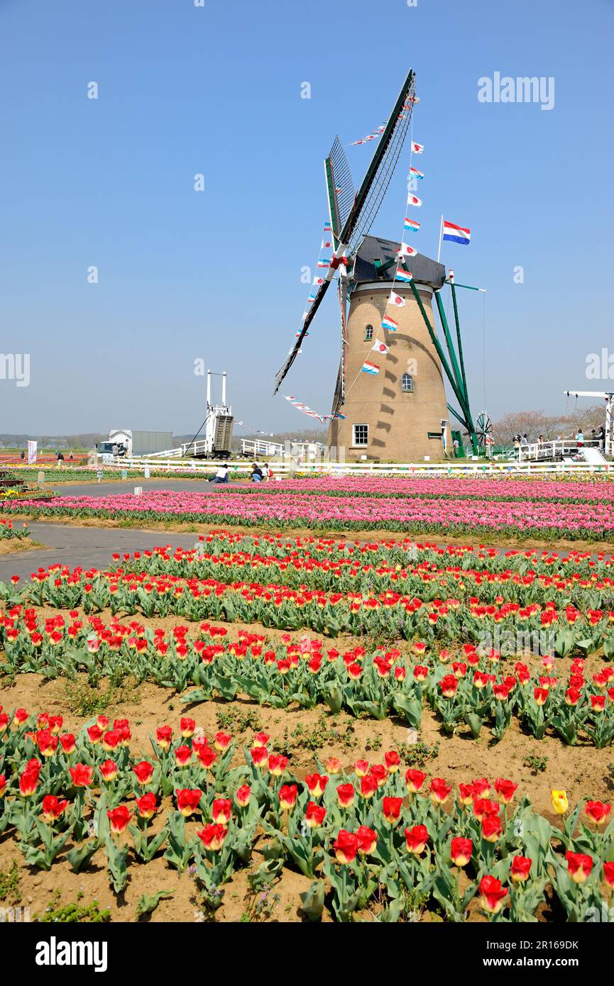 Sakura Furusato square Stock Photo - Alamy