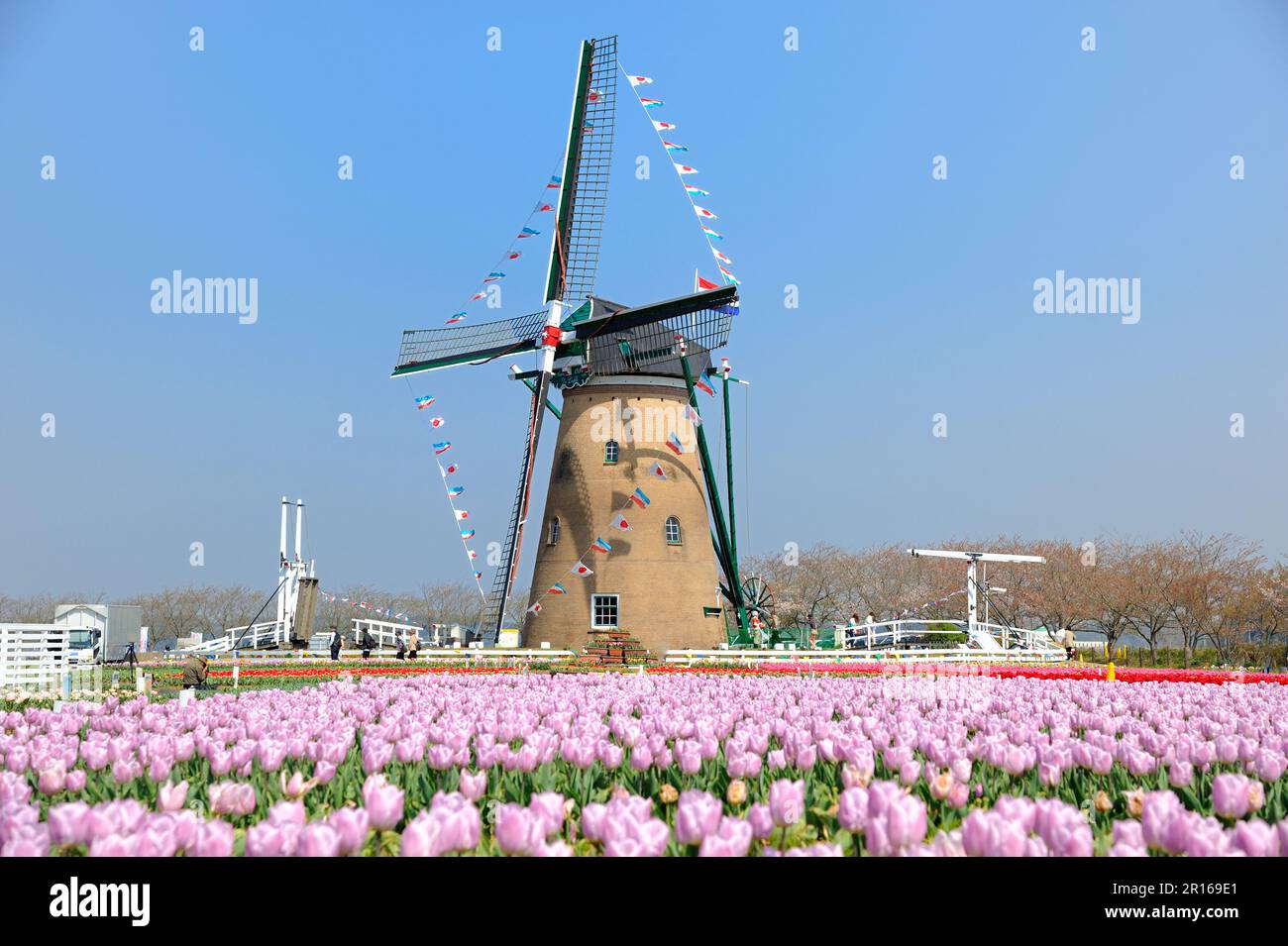 Sakura Furusato square Stock Photo - Alamy