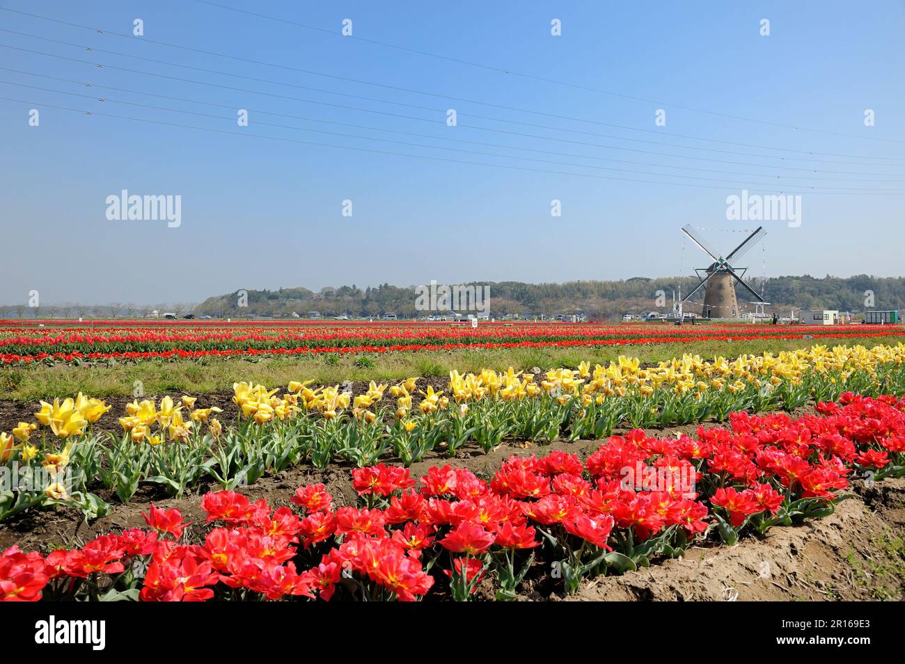 Sakura Furusato square Stock Photo - Alamy