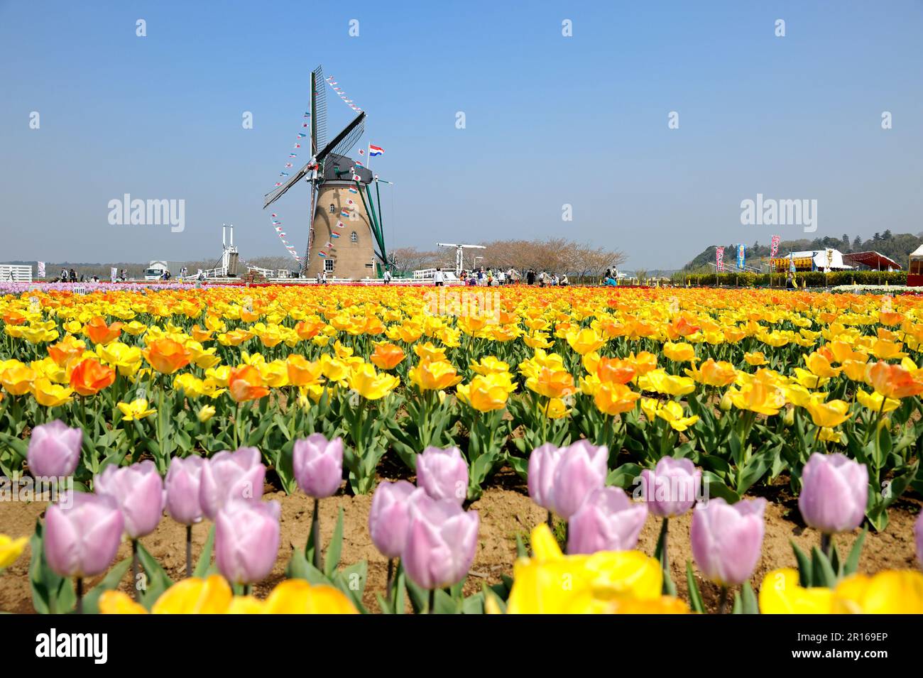 Sakura Furusato square Stock Photo - Alamy