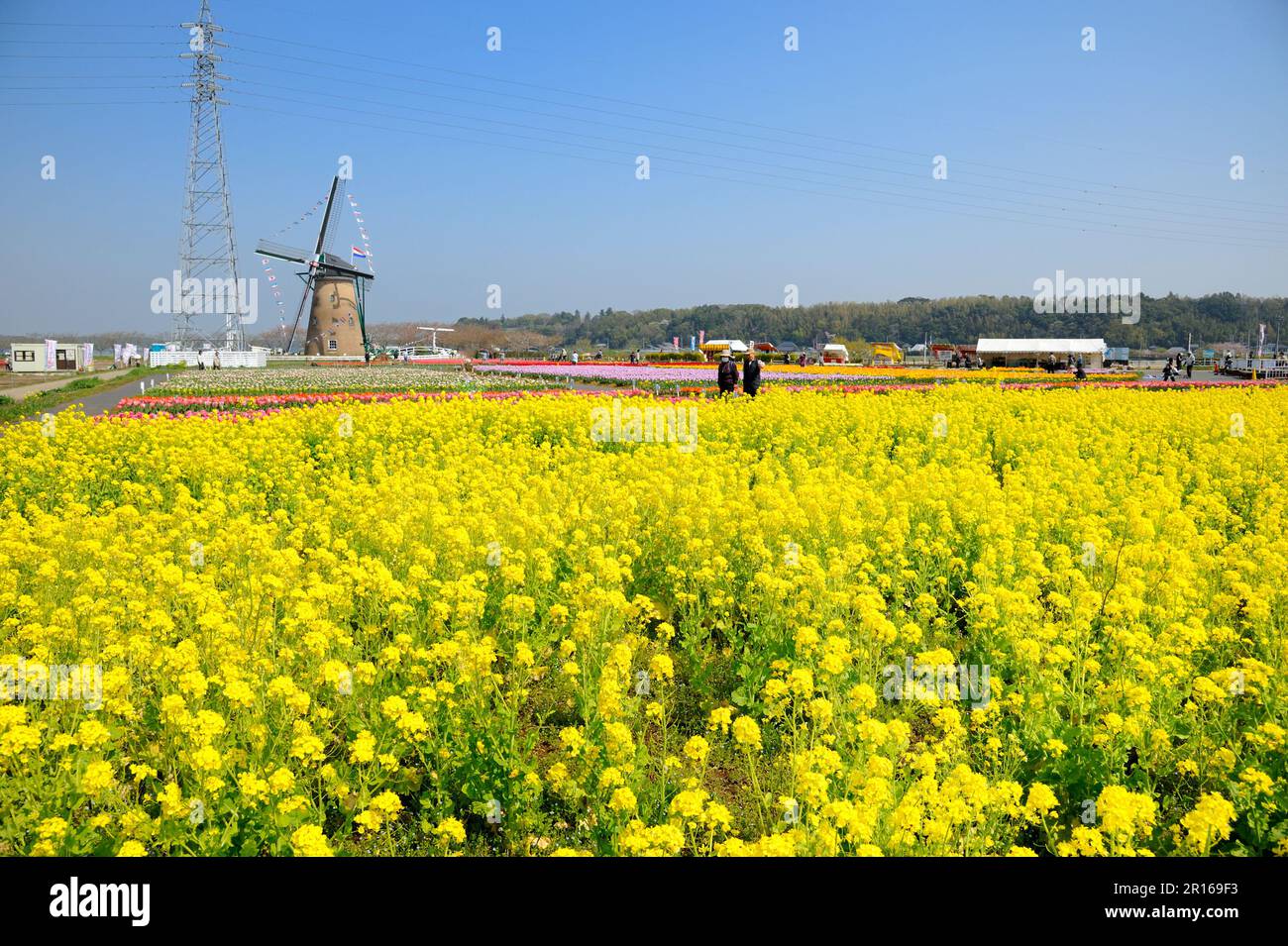 Sakura Furusato square Stock Photo - Alamy