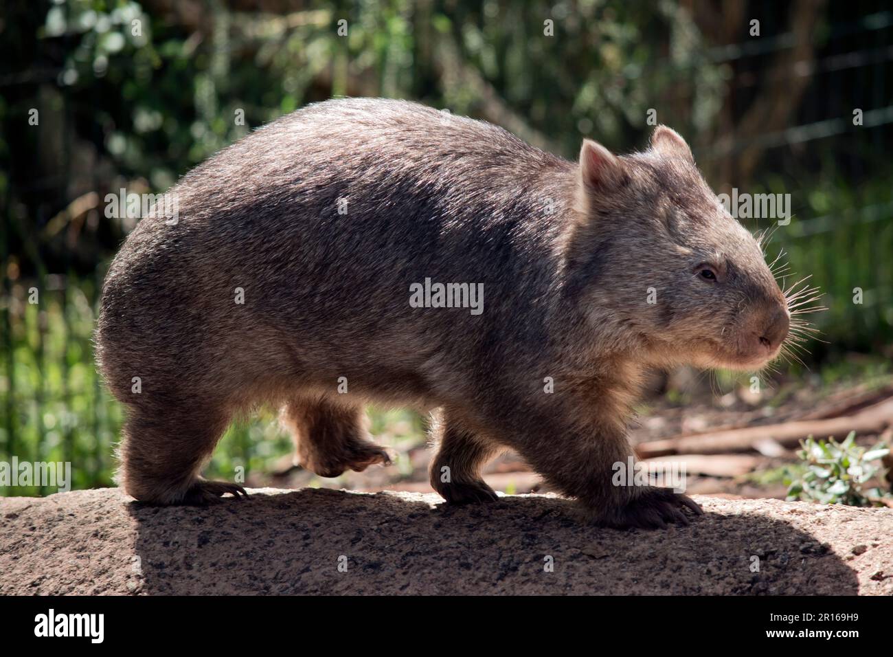 the common wombat has a large, blunt head with small eyes and ears, and ...