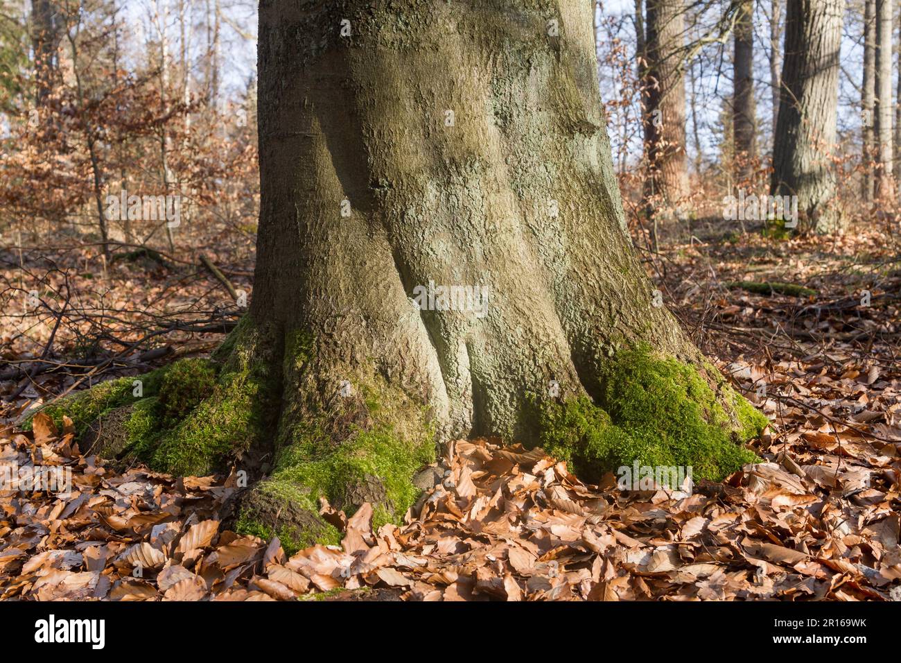 Leaf covered floor hi-res stock photography and images - Alamy