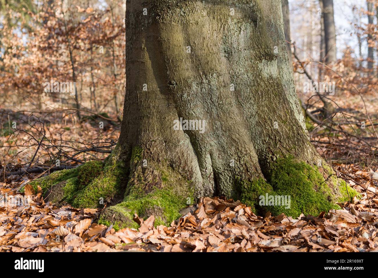 Tree and leaf-covered forest floor Stock Photo - Alamy