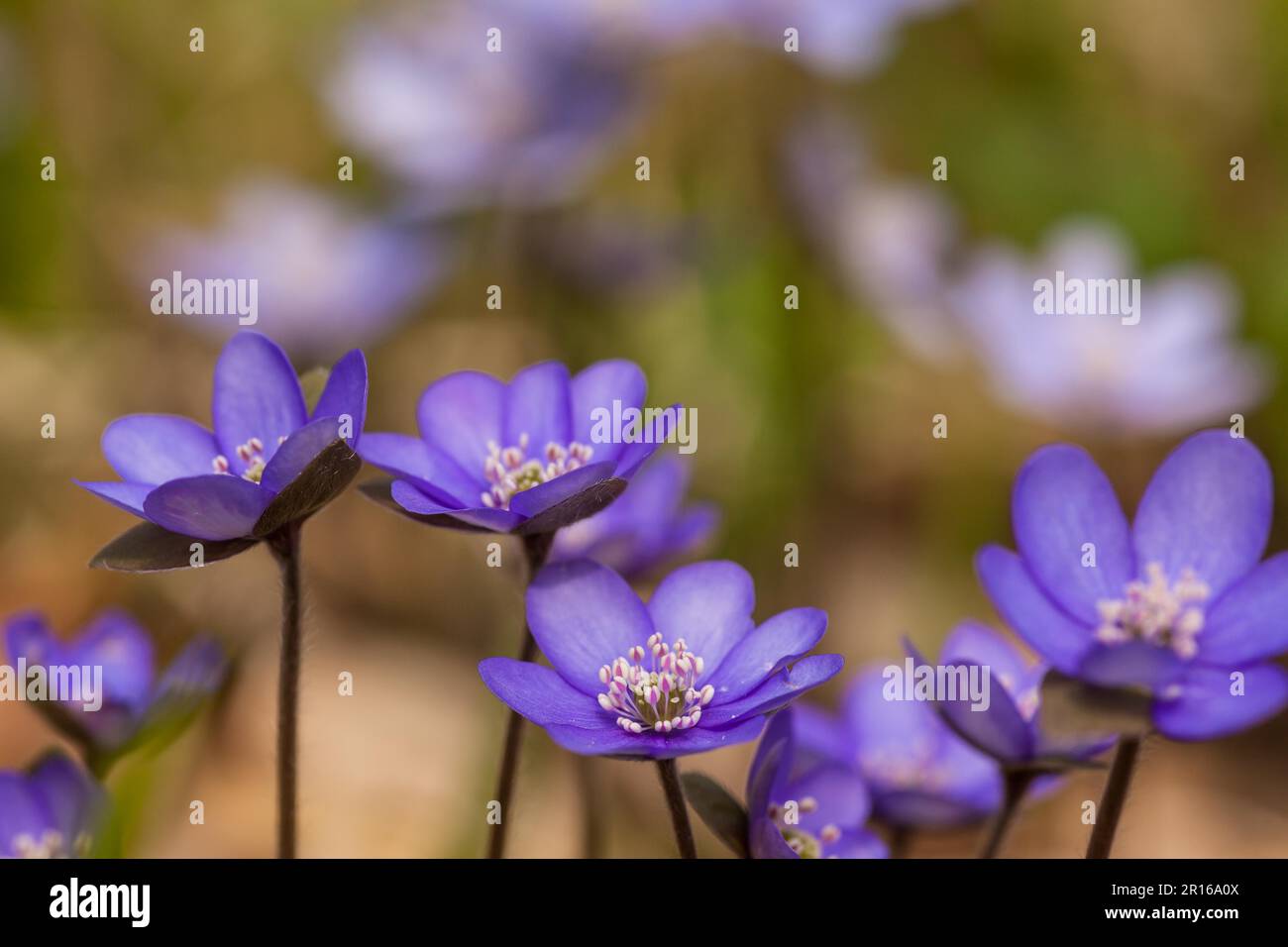 Flowering Annemone in the Forest Stock Photo - Alamy