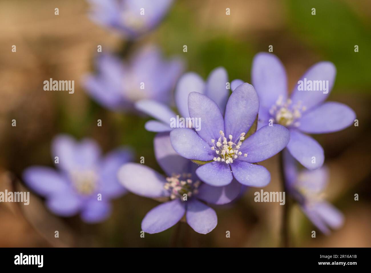 Flowering Annemone in the Forest Stock Photo - Alamy