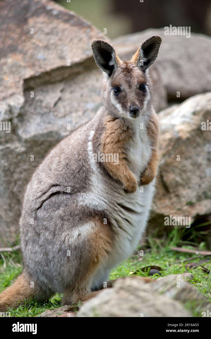 the yellow footed rock wallaby is standing on its hind legs Stock Photo ...