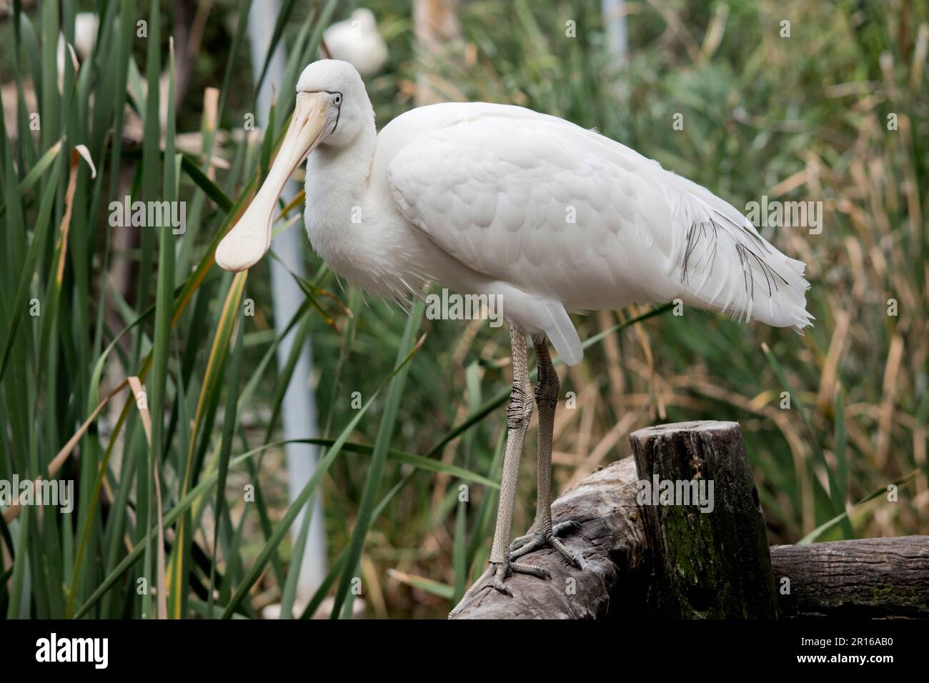 The yellow spoonbill is a large white sea bird with a cream bill that ...